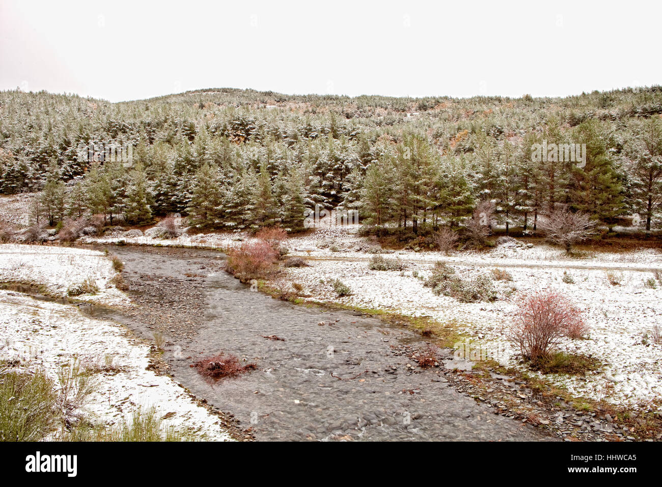 leaf, winter, snow, coke, cocaine, material, drug, anaesthetic ...