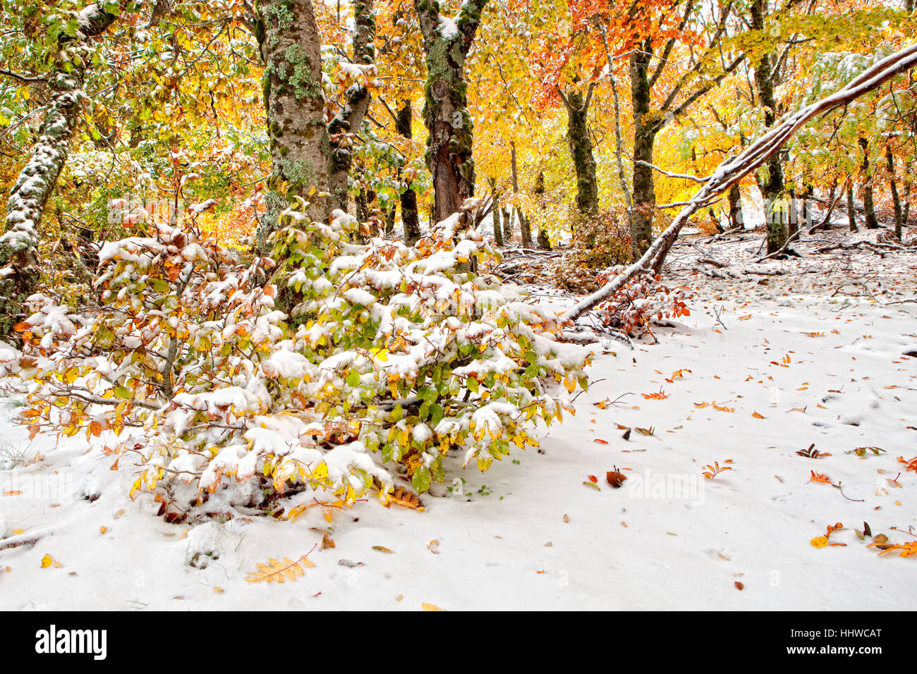 leaf, winter, snow, coke, cocaine, material, drug, anaesthetic ...