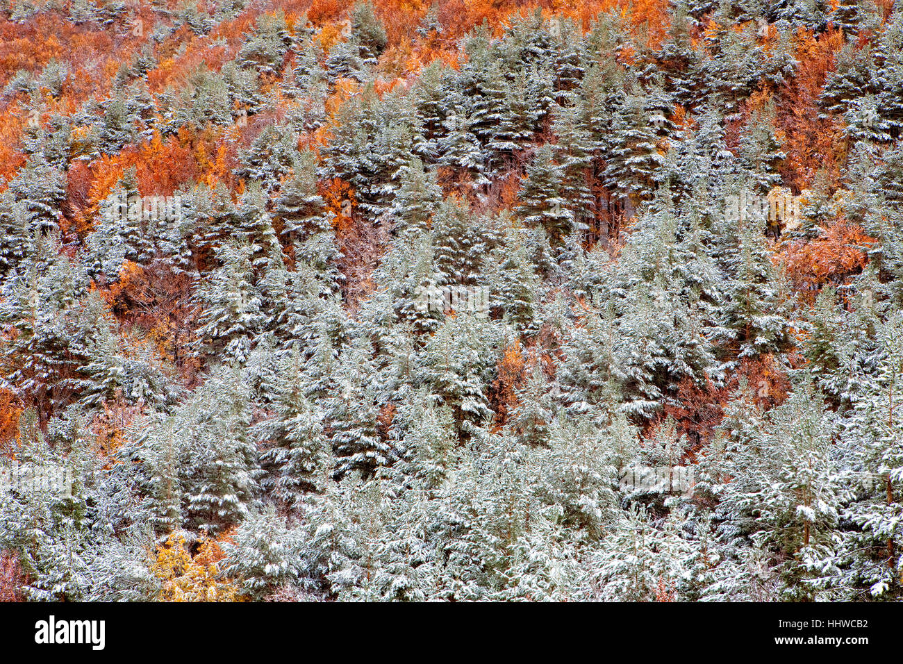 leaf, winter, snow, coke, cocaine, material, drug, anaesthetic ...