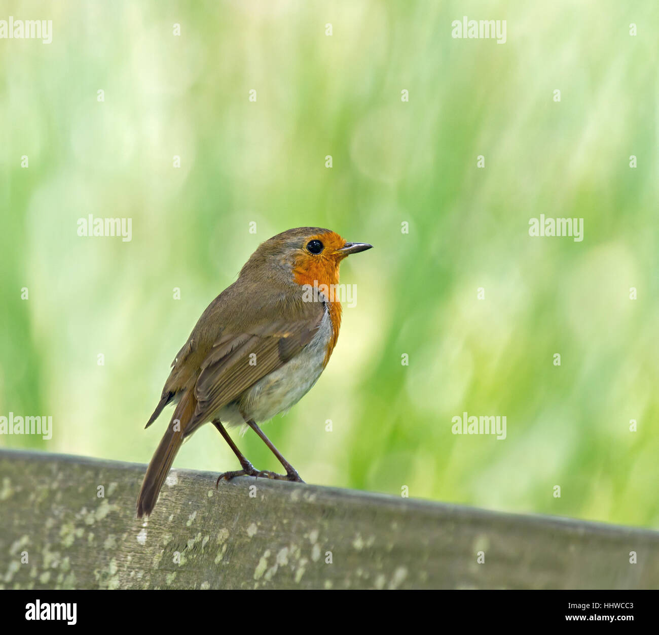 Perky robin hi-res stock photography and images - Alamy