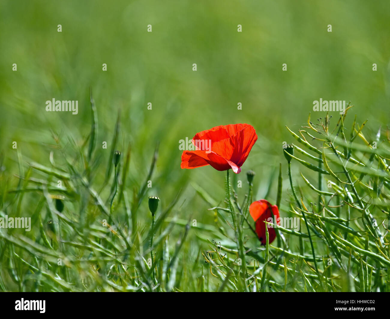 flower, plant, wild, war, poppy, respect, red, death, navy, flower ...