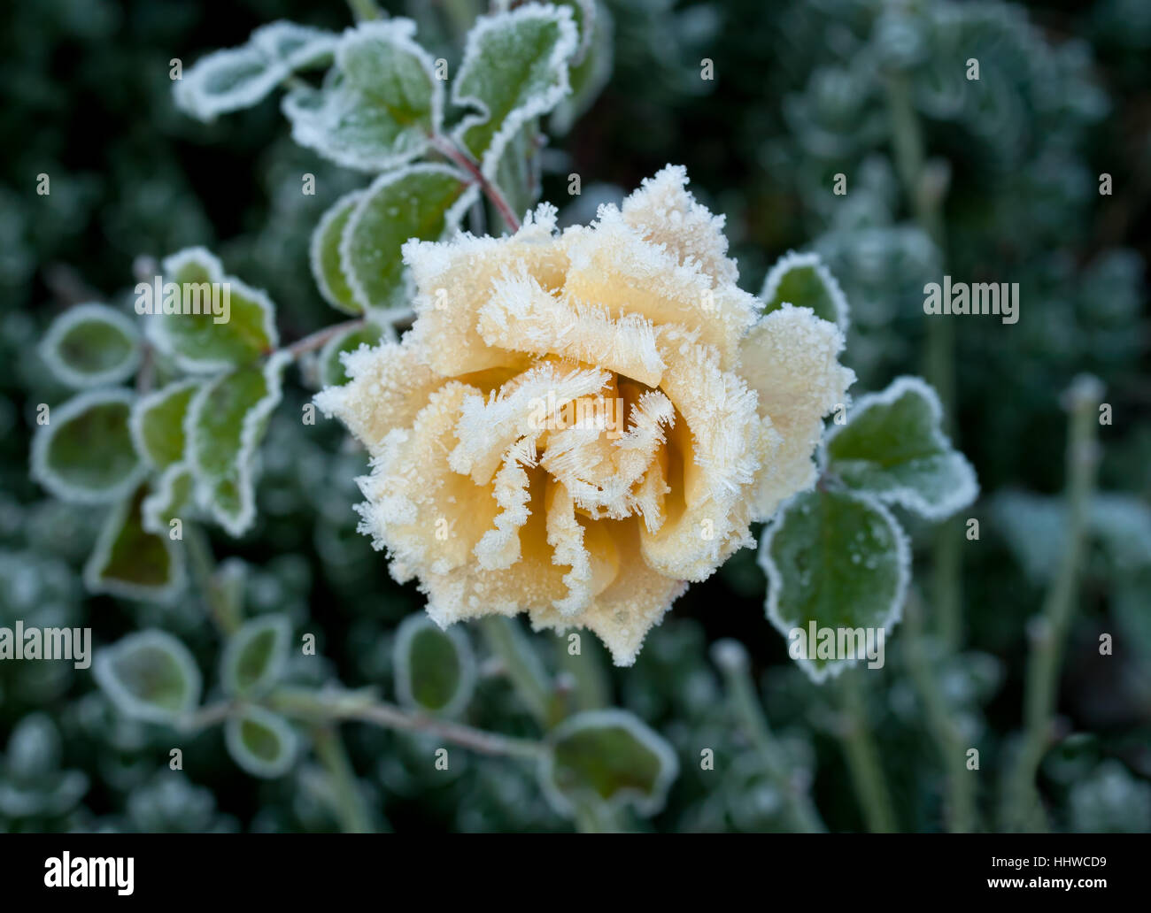 winter, flower, rose, plant, frost, variety, ice, winter, flower, rose ...