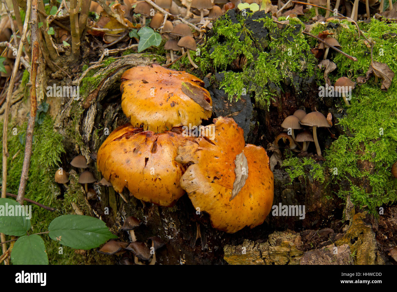 wild, mushroom, fungus, toadstool, season, scenery, countryside, nature ...