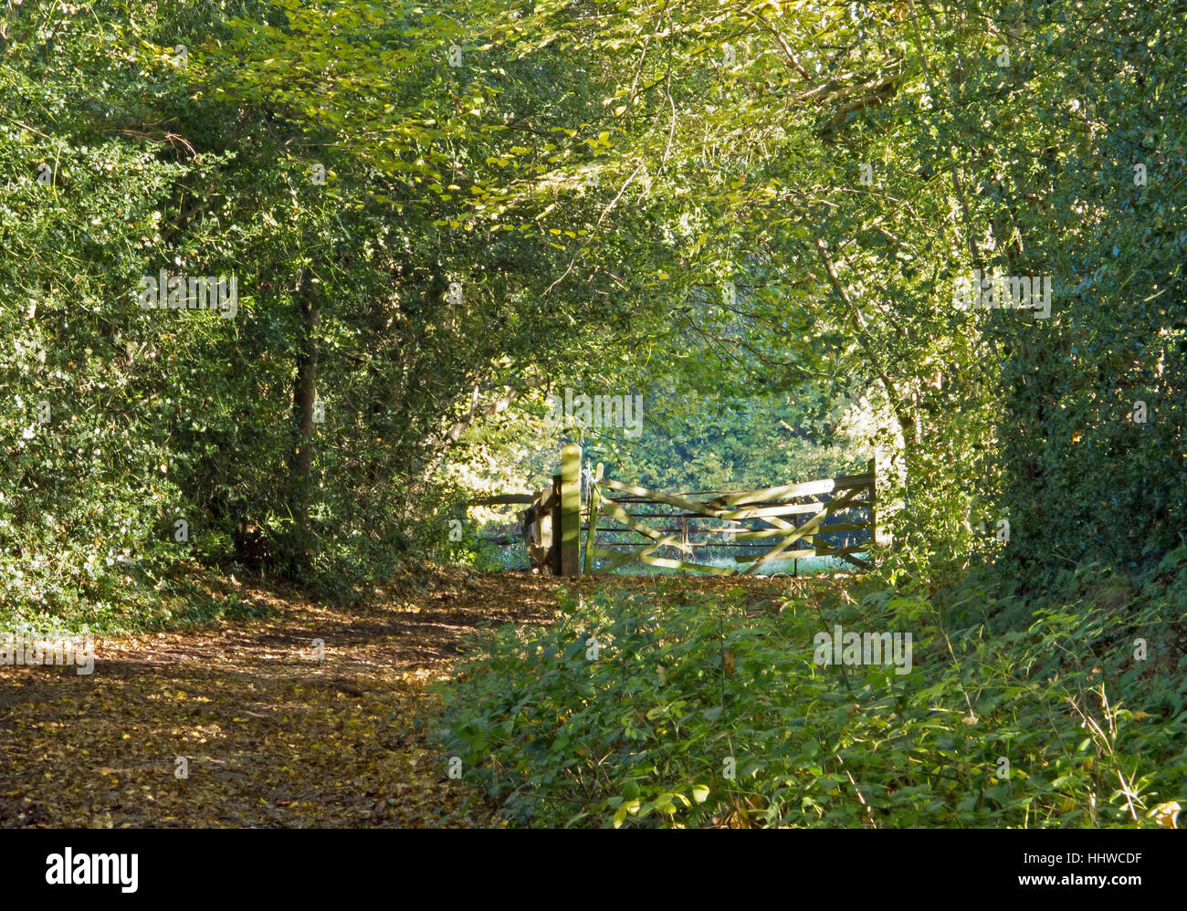 goal, passage, gate, archgway, gantry, woodland, path, way, scenery ...
