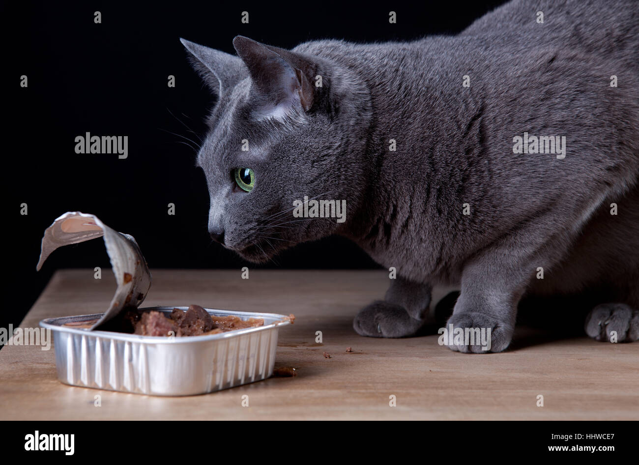 cat while eating Stock Photo - Alamy