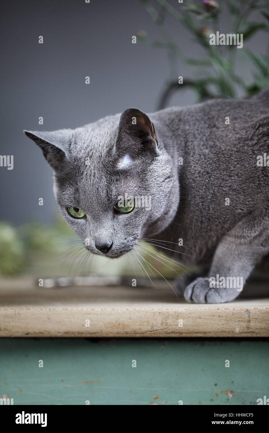 blue, portrait, russian, pussycat, cat, domestic cat, elegant, blue ...