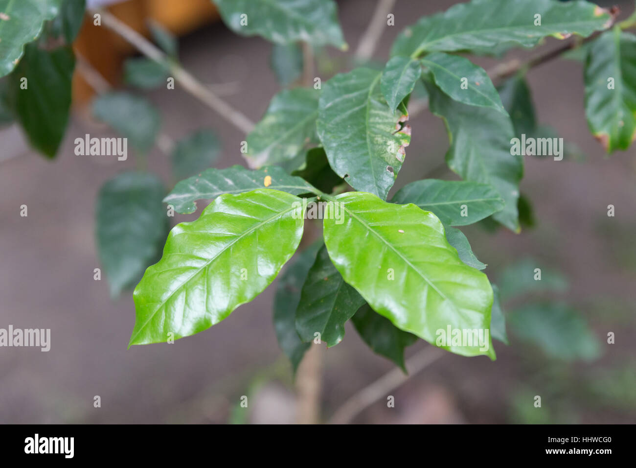 Coffee tree hi-res stock photography and images - Alamy
