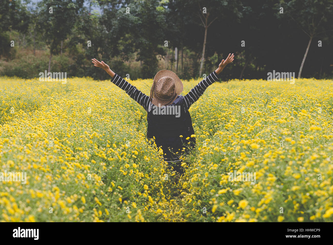 young woman raise her hand up in yellow Chrysanthemum flower field ...