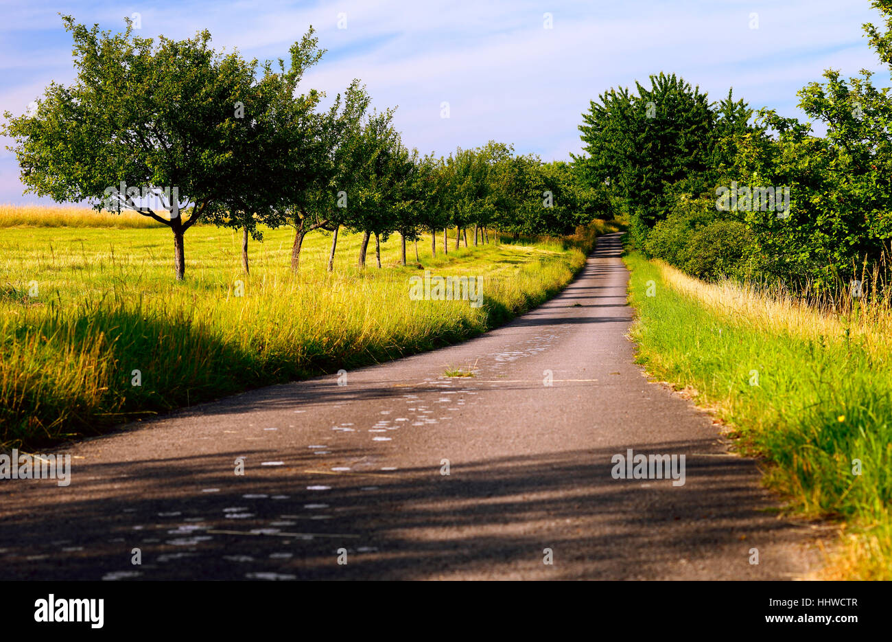 tree, cloud, deciduous tree, field, summer, summerly, sunlight ...