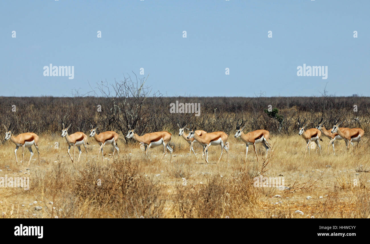 namibia, antelope, ruminant, africa, namibia, antelope, ruminant ...