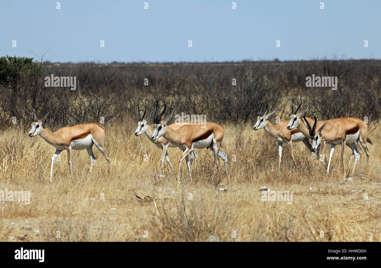 namibia, antelope, ruminant, africa, namibia, antelope, ruminant ...