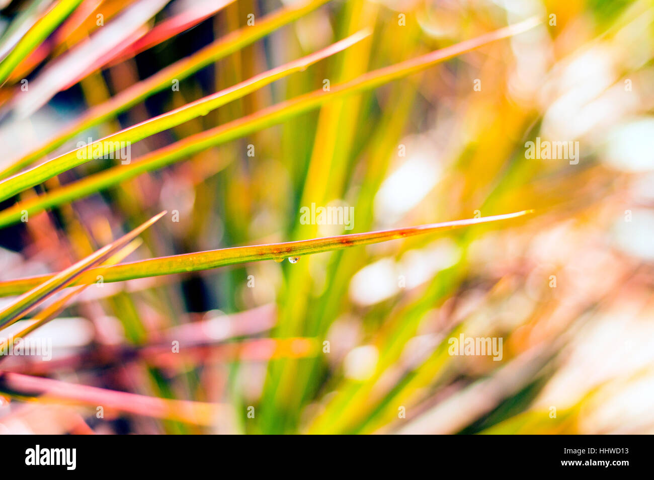 shrub, Puentespina Orchid Garden, Davao, Davao Del Sur, Philippines ...