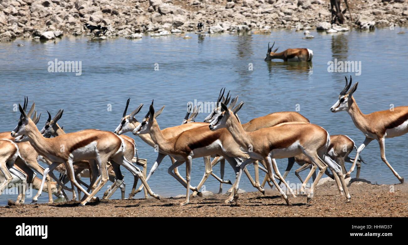 namibia, antelope, ruminant, africa, namibia, safari, escape, antelope ...