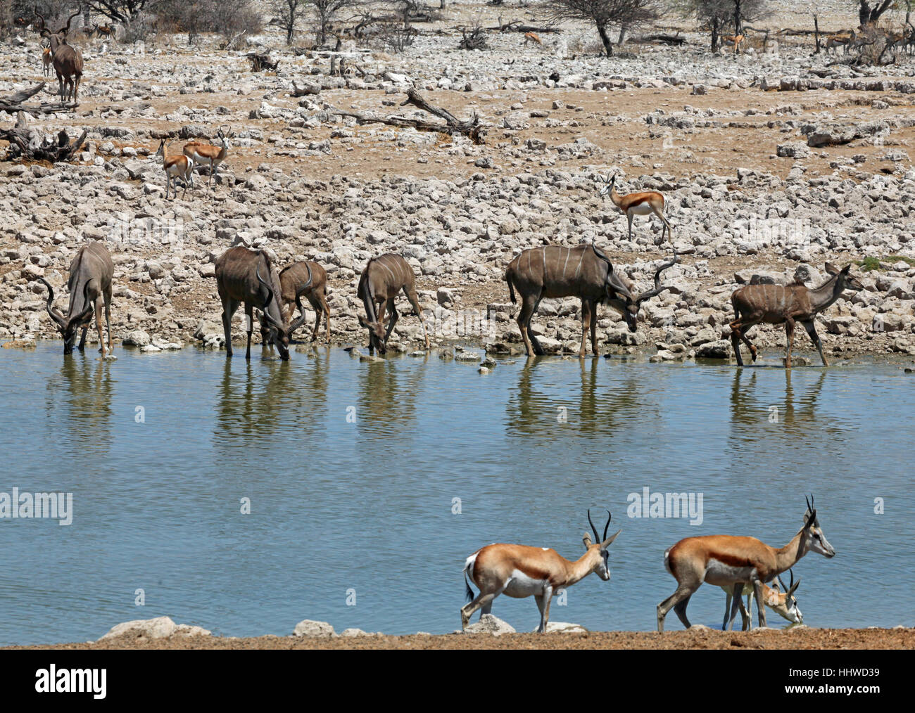namibia, antelope, ruminant, africa, namibia, safari, antelope ...