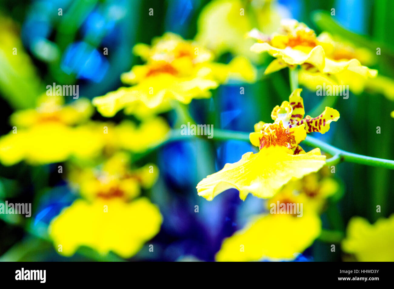 Orchid, Puentespina Orchid Garden, Davao, Davao Del Sur, Philippines ...