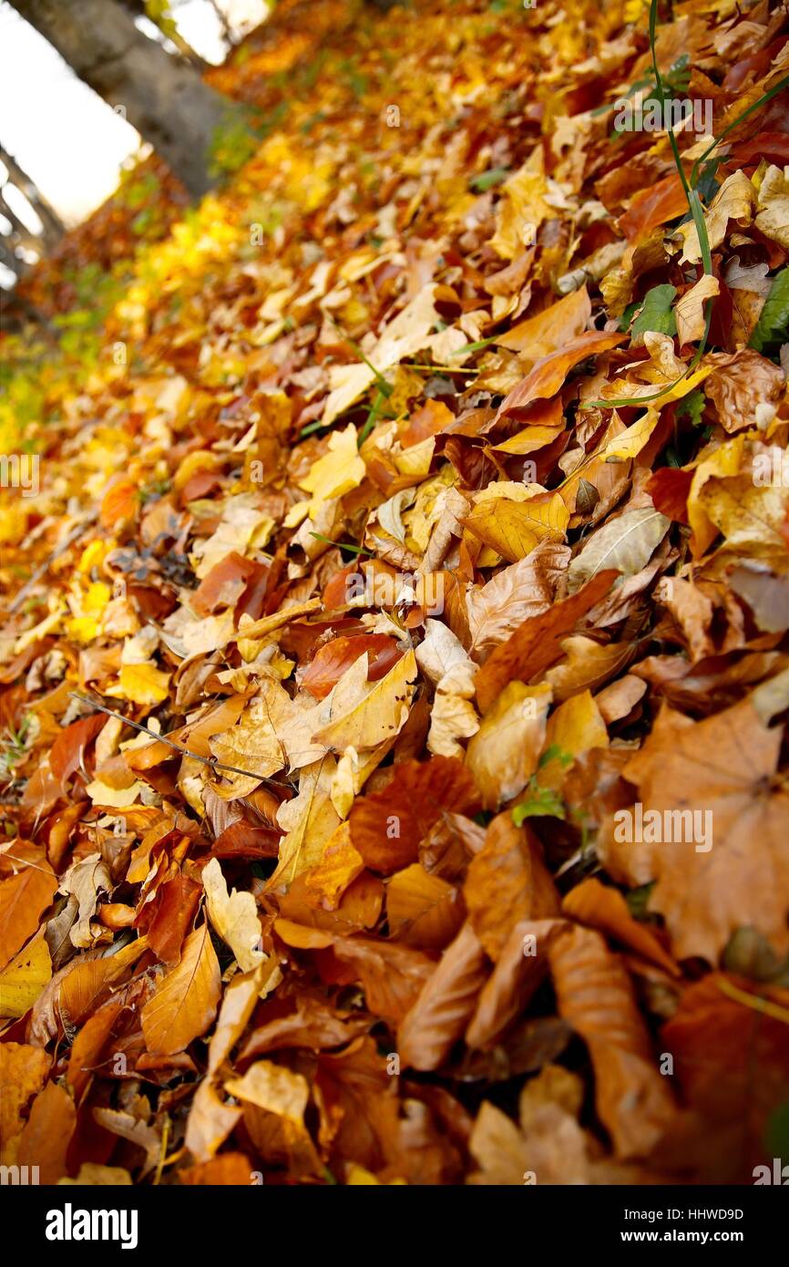 leaf, colour, ground, soil, earth, humus, leaves, autumnal, color ...