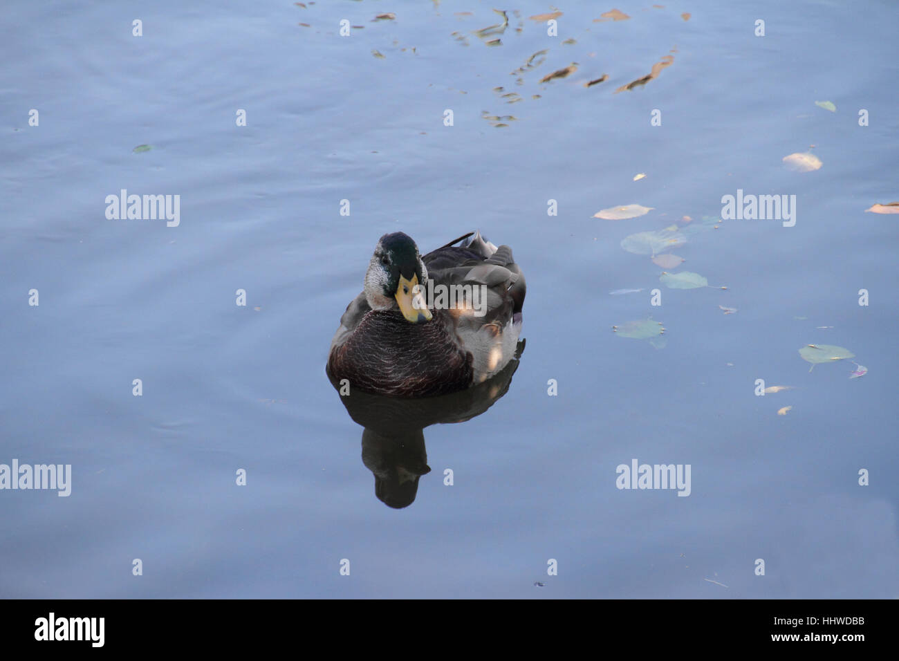 duck in water Stock Photo - Alamy