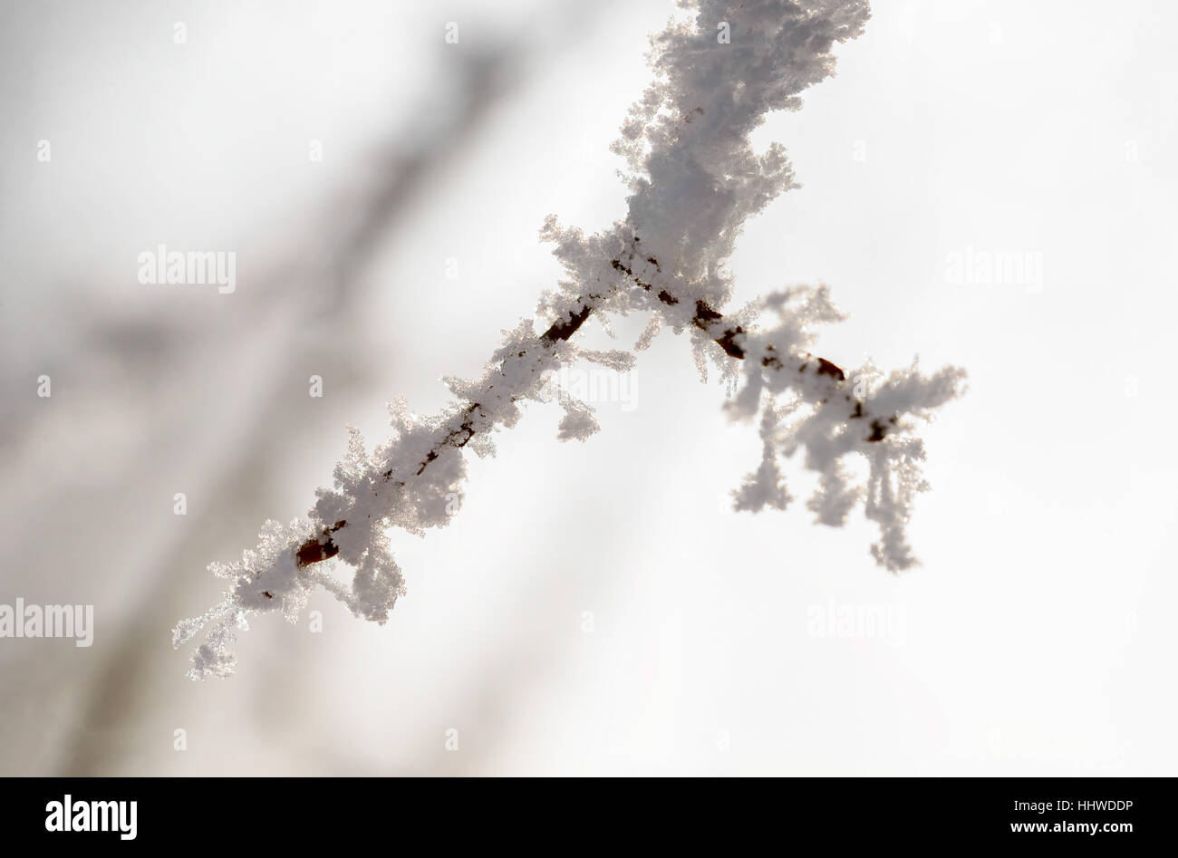 Macro of a twig covered by snow and frost in winter Stock Photo - Alamy
