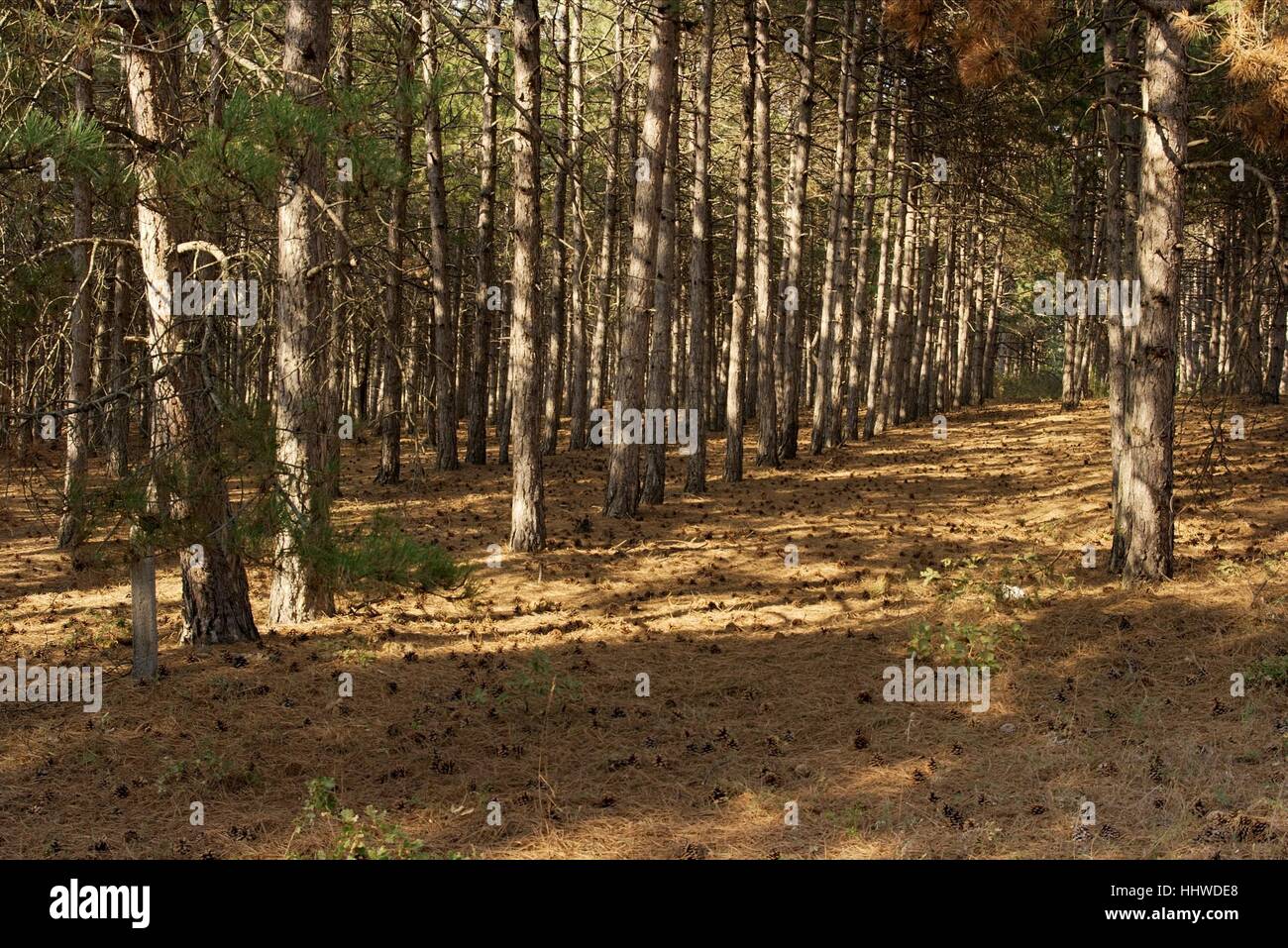 tree, pine, outdoor, woods, forest, nature, natural, walk, go, going ...