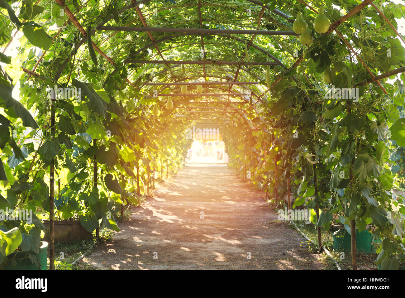gourd, Calabash gourd, Flowered gourd, White flowered gourd, fruit and ...