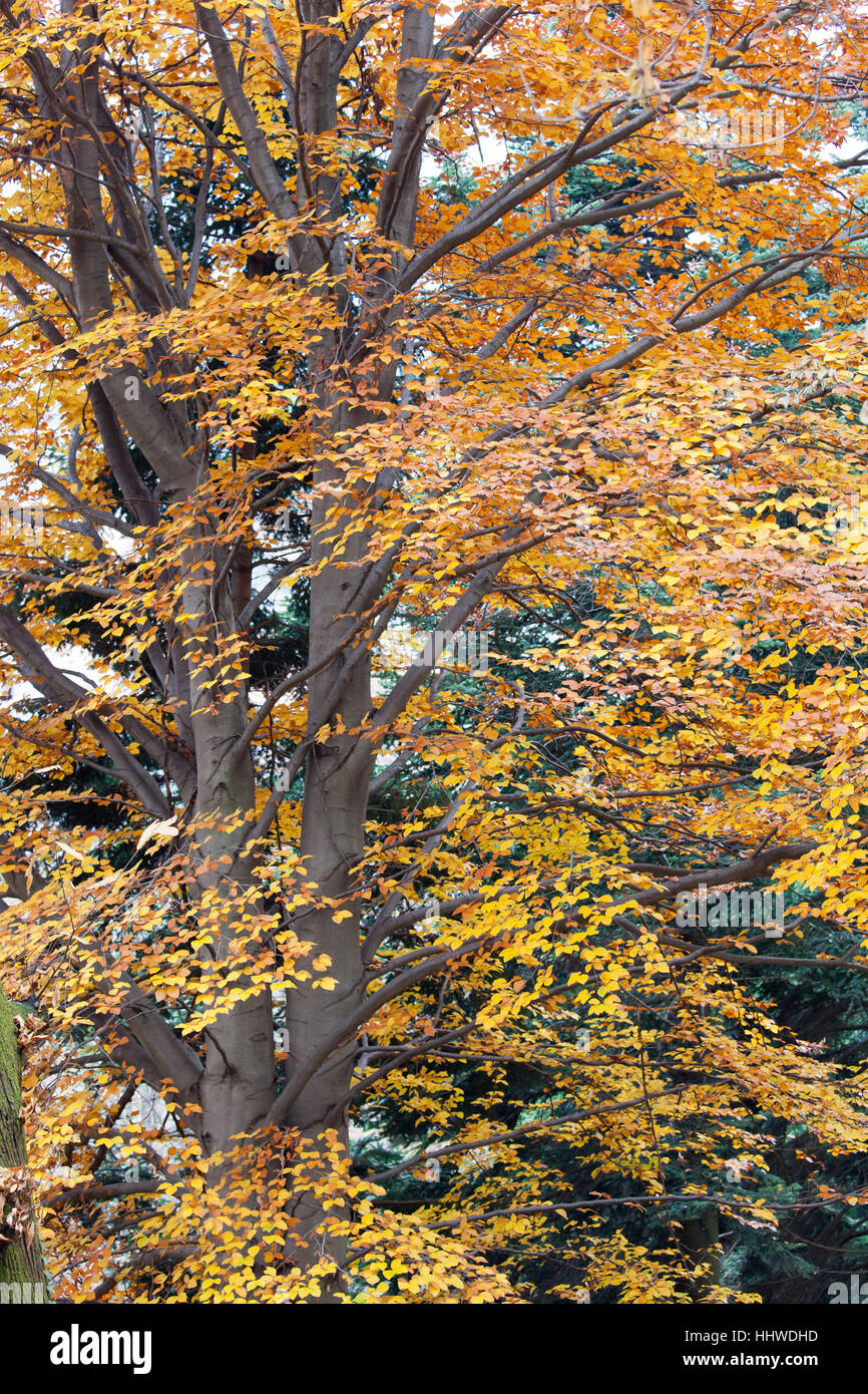 forest, fall, autumn, leaf, tree, trees, woods, one, beech, season ...