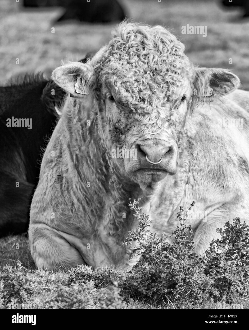 Large intimidating bull lying in a field glaring at the camera Stock ...
