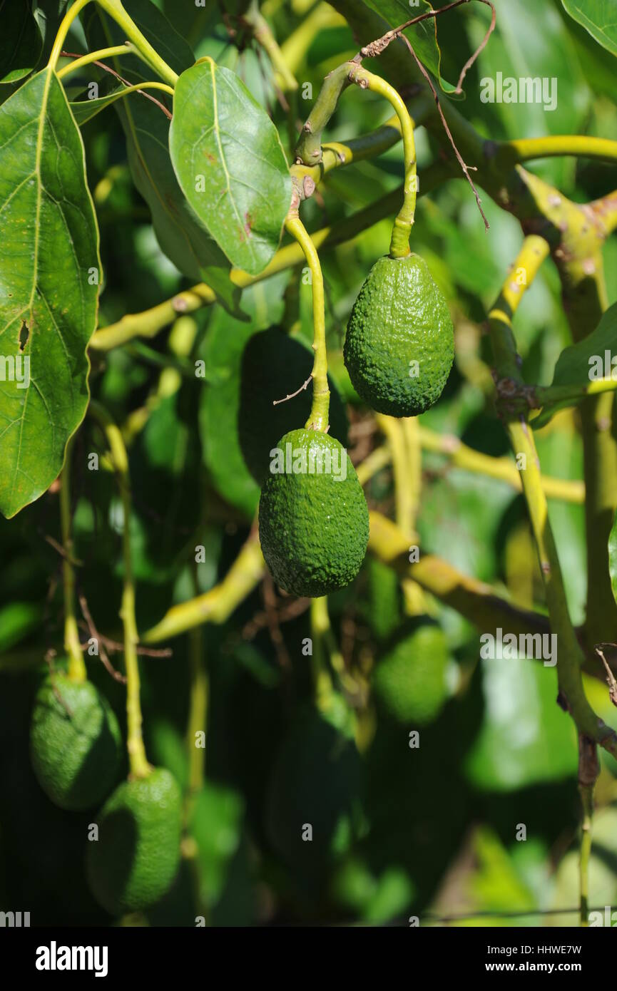 avocados on the tree Stock Photo - Alamy