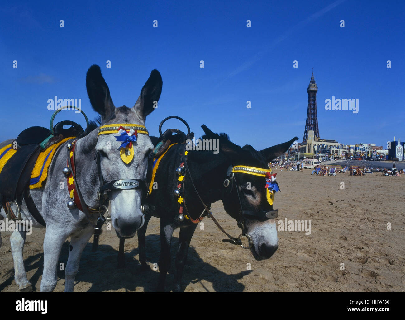 Blackpool donkeys hi-res stock photography and images - Alamy