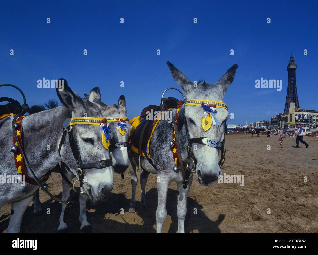 Blackpool donkeys hi-res stock photography and images - Alamy
