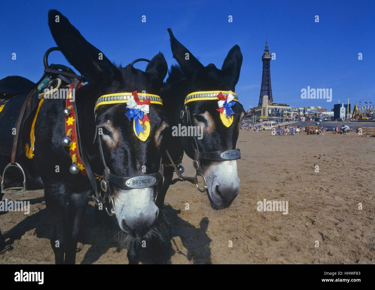 Blackpool seaside donkeys. Lancashire. England. UK Stock Photo - Alamy