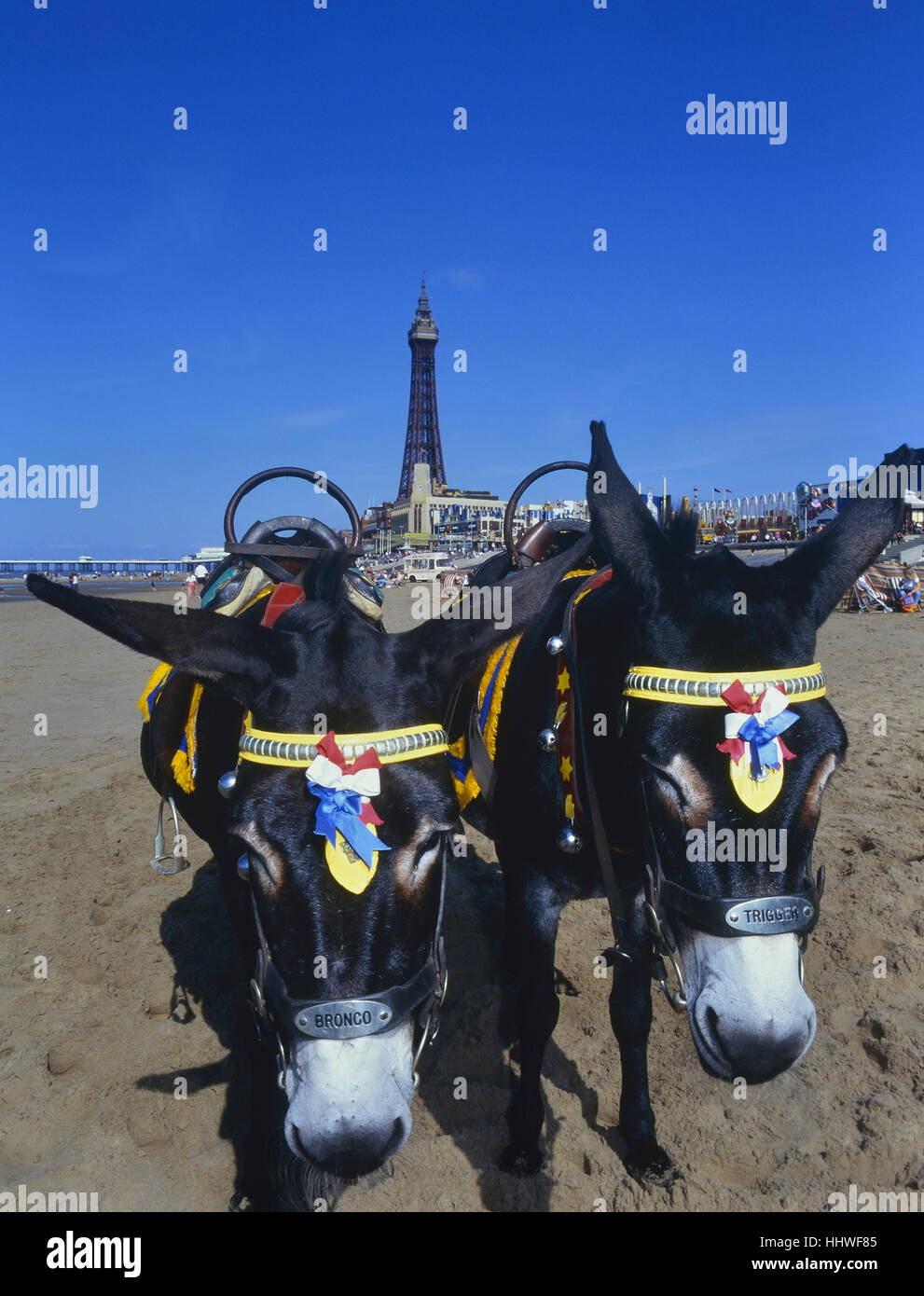 Donkey town uk hi-res stock photography and images - Alamy