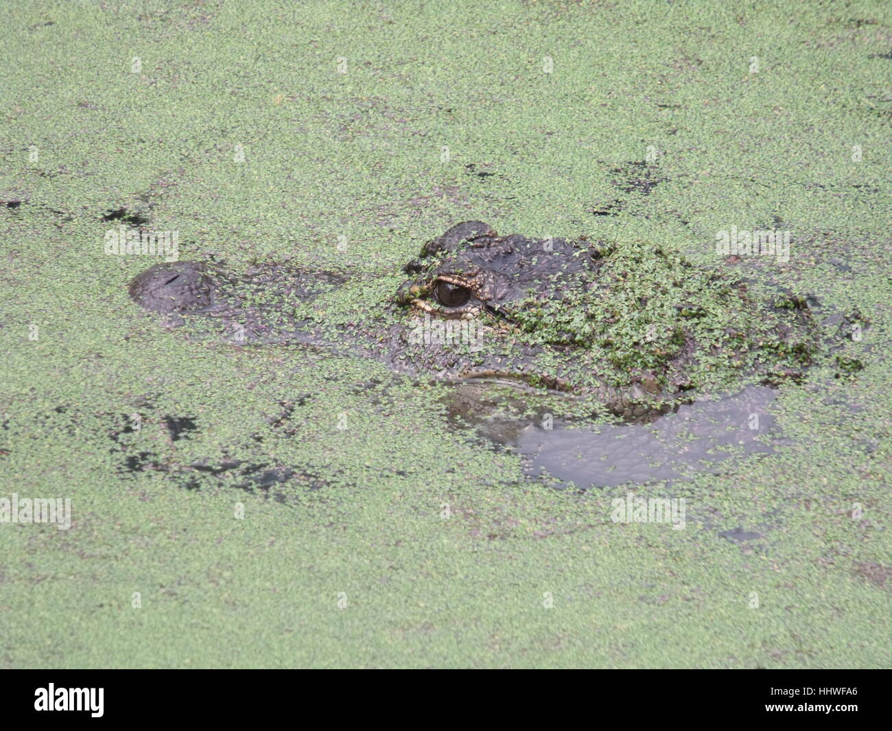 Alligator stalking prey hi-res stock photography and images - Alamy