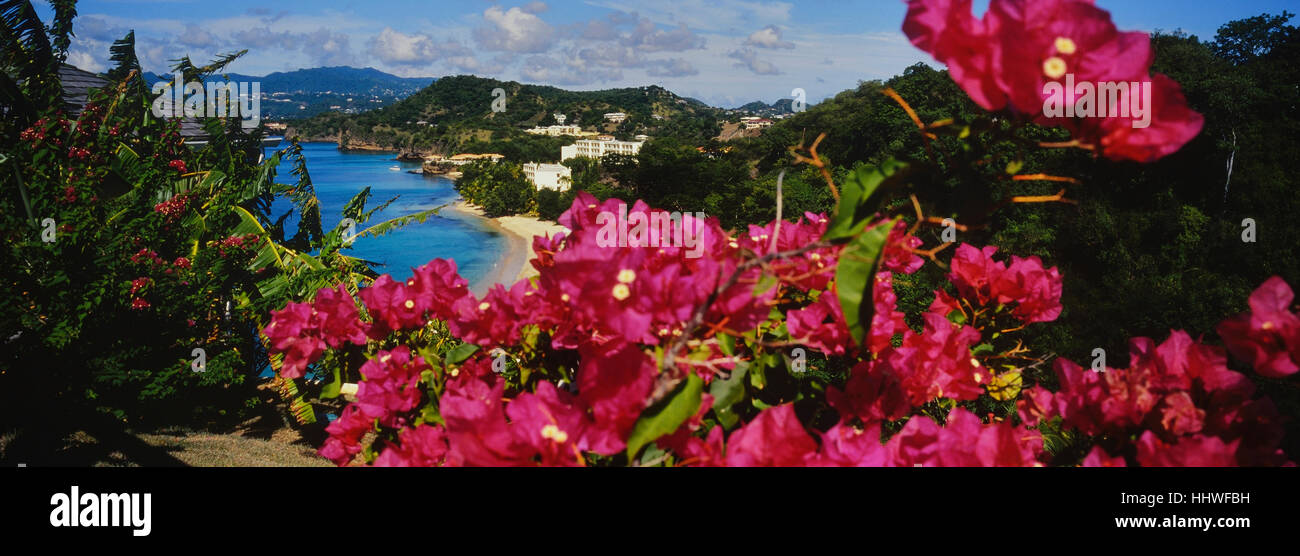 National flower of grenada hi-res stock photography and images - Alamy