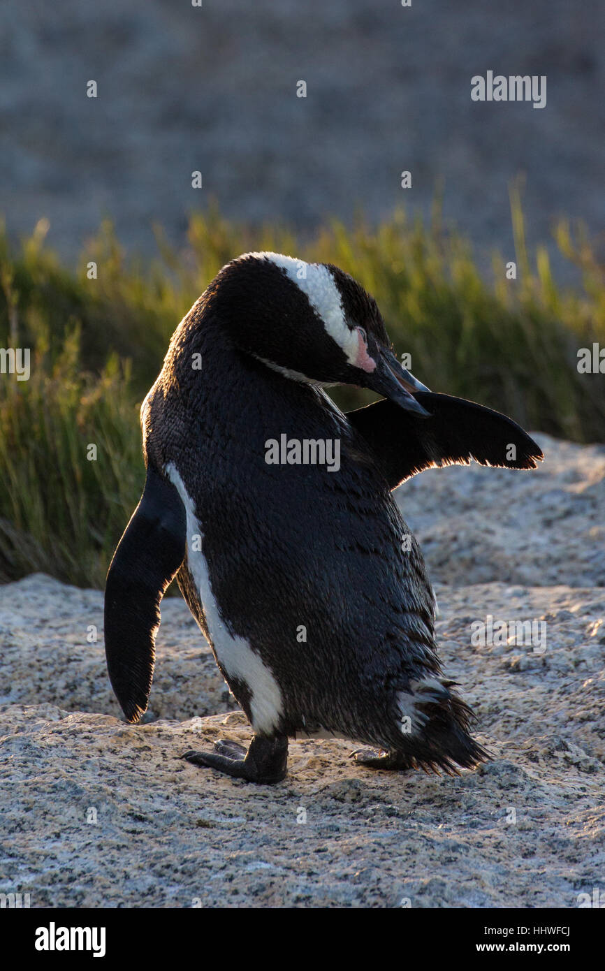 Penguin in the sun hi-res stock photography and images - Alamy