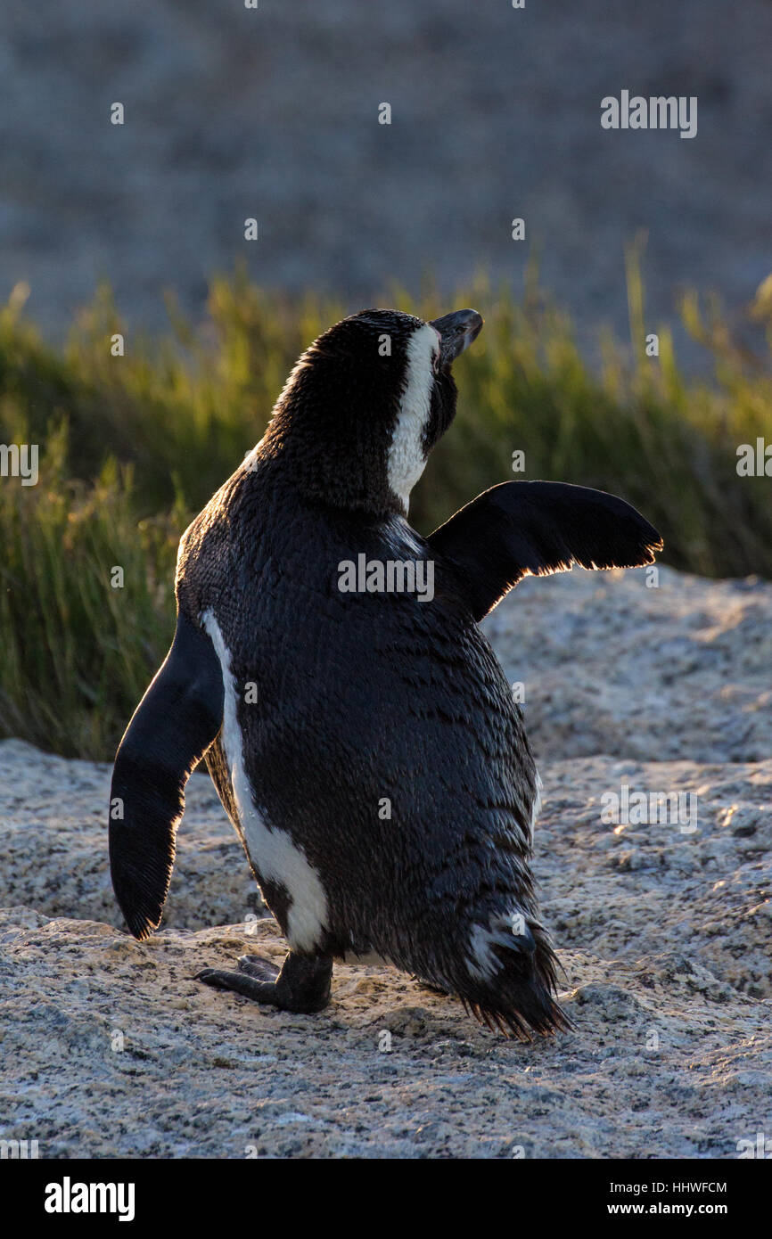 Single African jackass penguin preening its wing in morning sun near ...