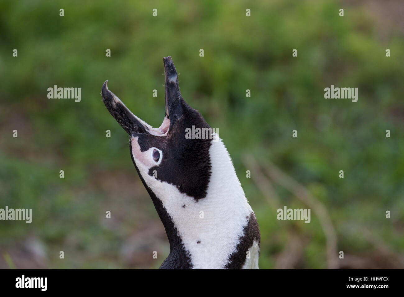 African penguin closeup while making its famous donkey call Stock Photo ...