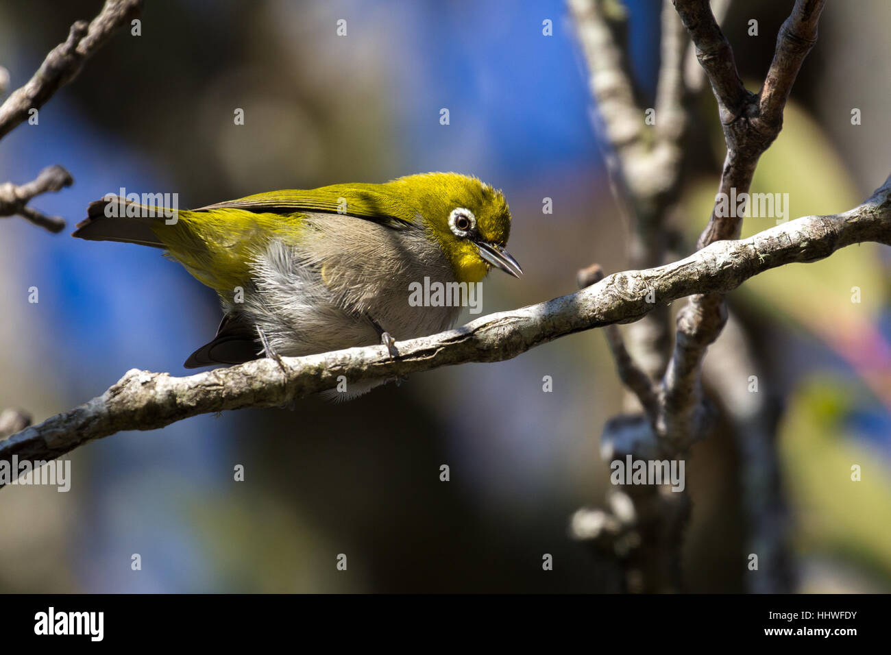 Of single cape hi-res stock photography and images - Alamy