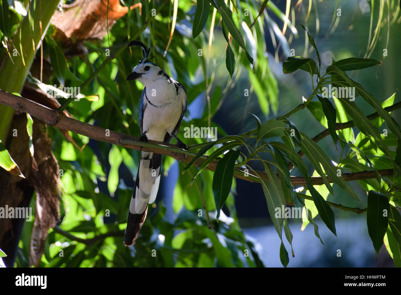 White throated magpie jay perched on a tree branch, Costa Rica Stock ...