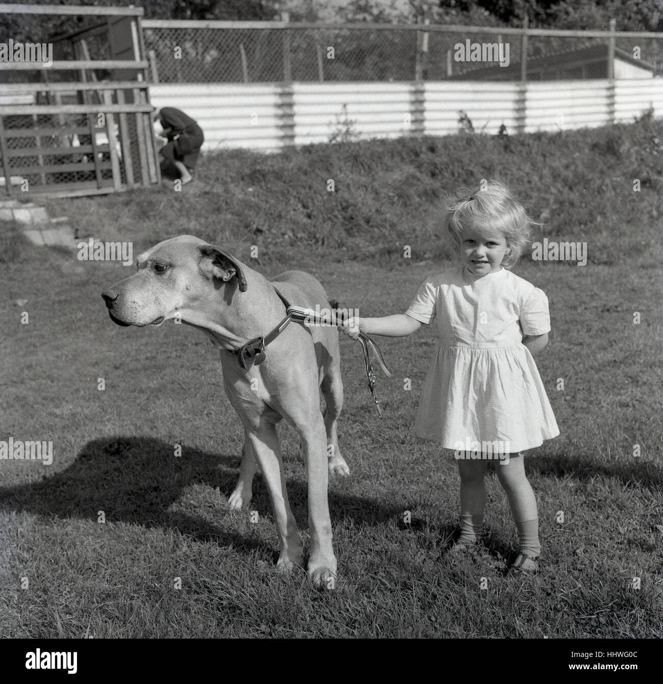 1960s, historical, family pet, a young girl holds the short lead on a ...