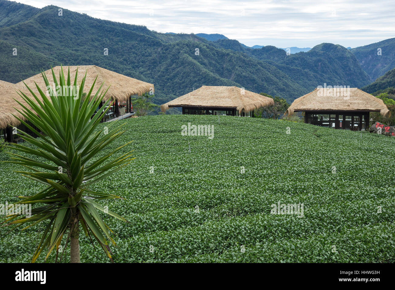 Taiwan, Alishan, Tea plantation Stock Photo - Alamy