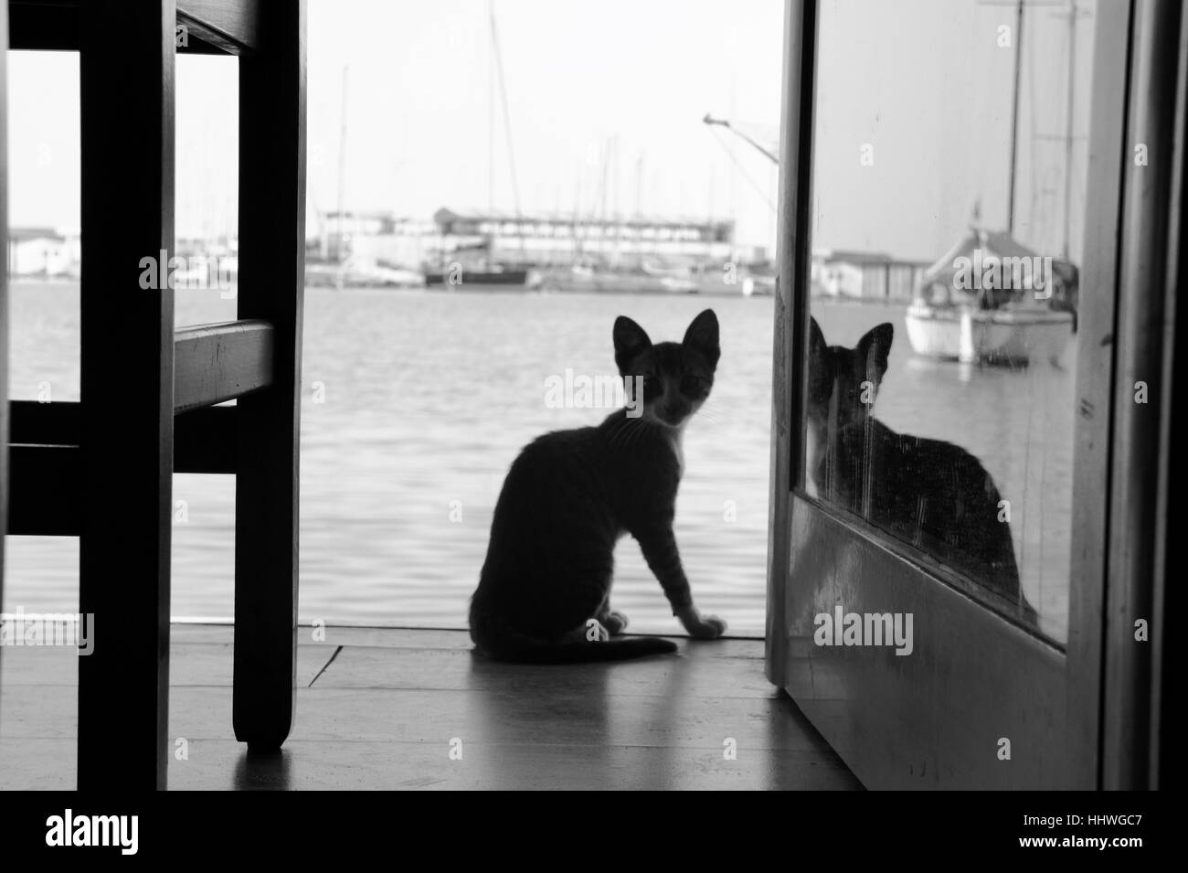 Cat by the sea Stock Photo - Alamy