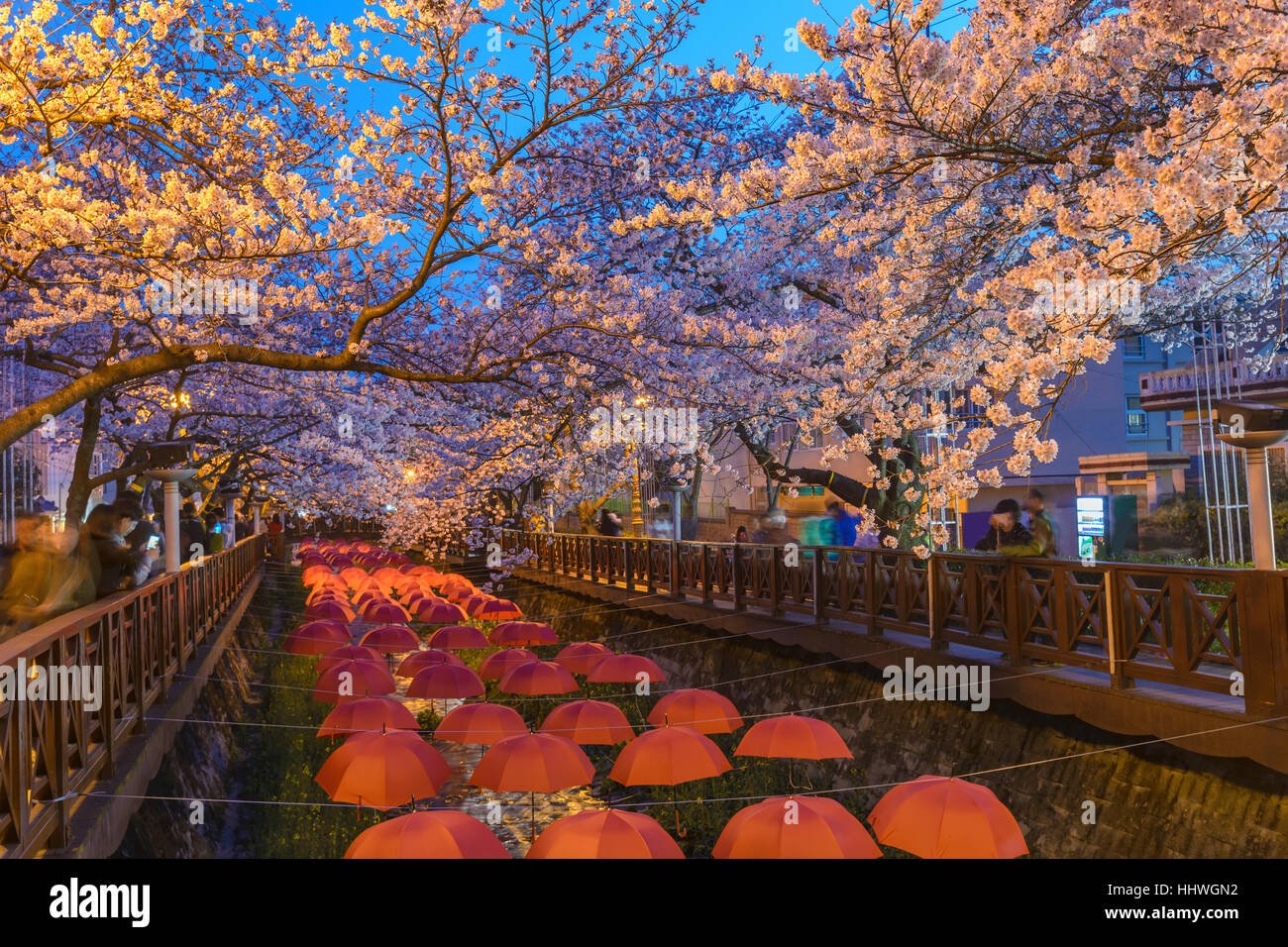 Korea spring tree hi-res stock photography and images - Alamy