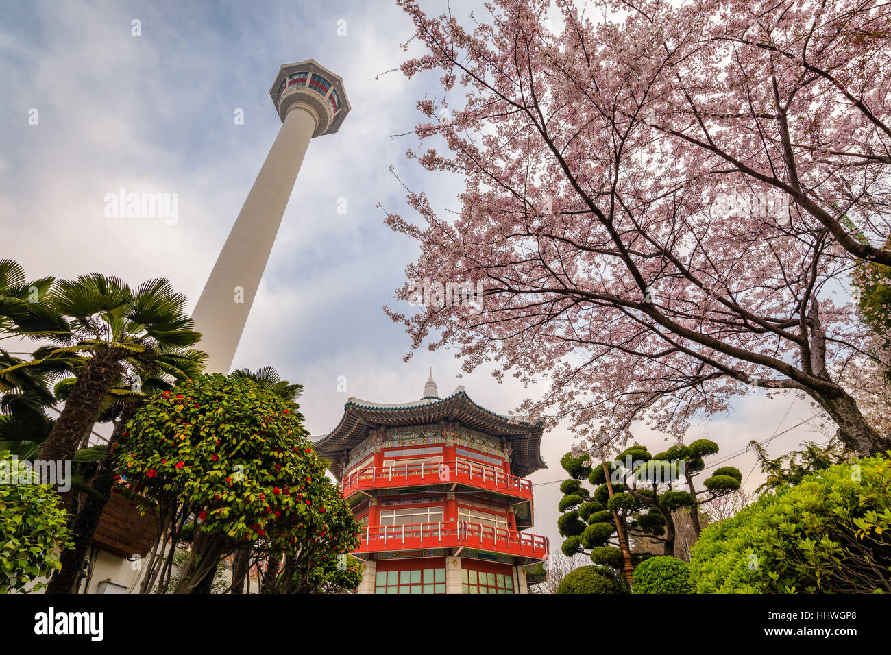 Busan Tower with spring cherry blossom, Busan, Korea Stock Photo - Alamy