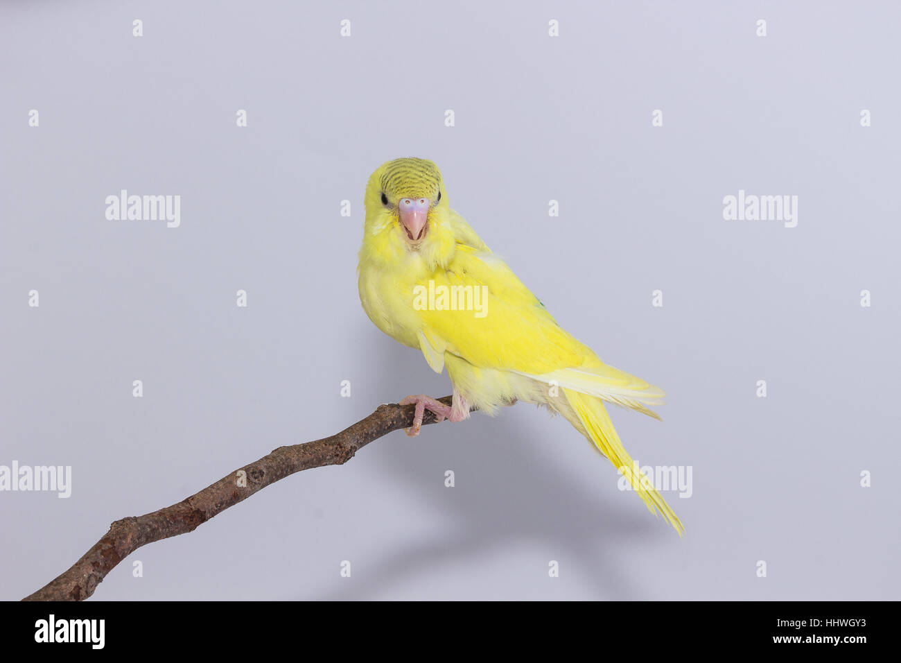 Budgarigar, Budgie Bird on branch on white background Stock Photo - Alamy