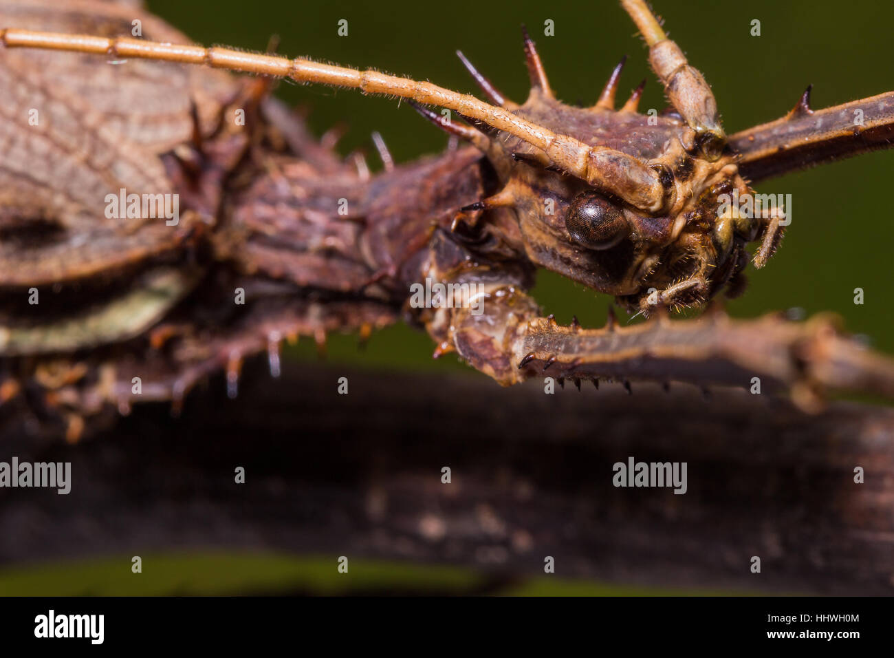 Head shot of Moss Mimic Stick Insect - Anthropoda Stock Photo - Alamy