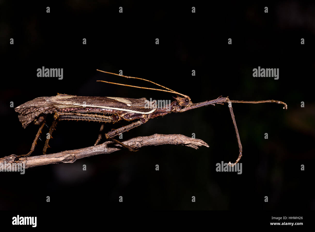 Moss mimic insect hi-res stock photography and images - Alamy