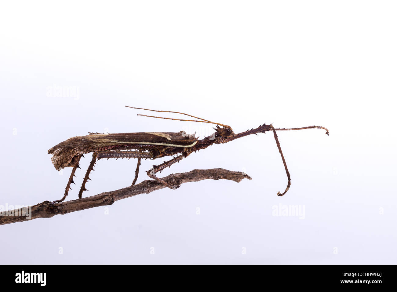 Moss Mimic Stick Insect - Anthropoda on white background Stock Photo ...