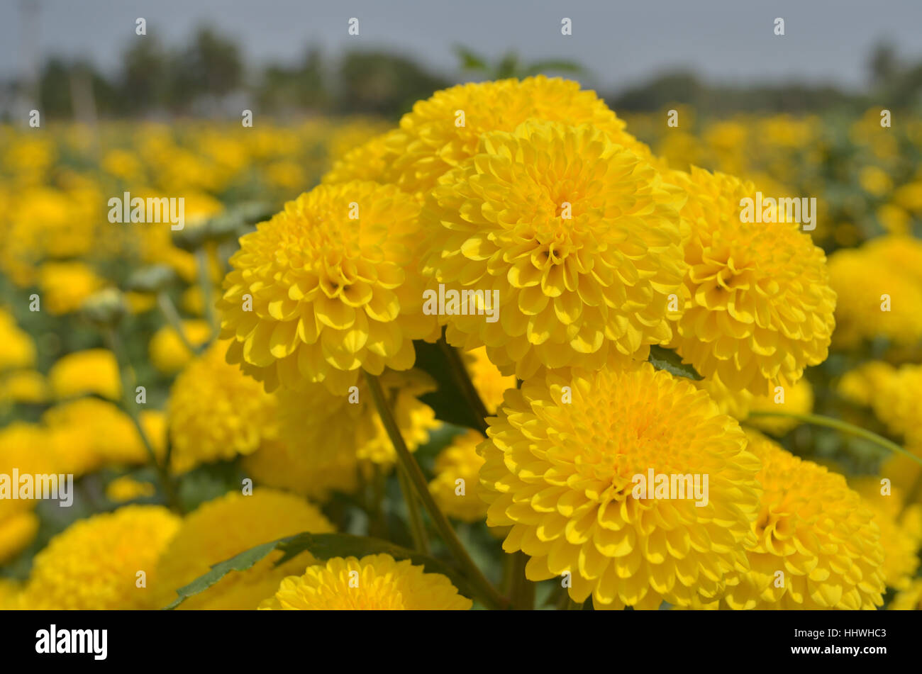 marigold flowers and cultivation captured on a road trip Stock Photo ...
