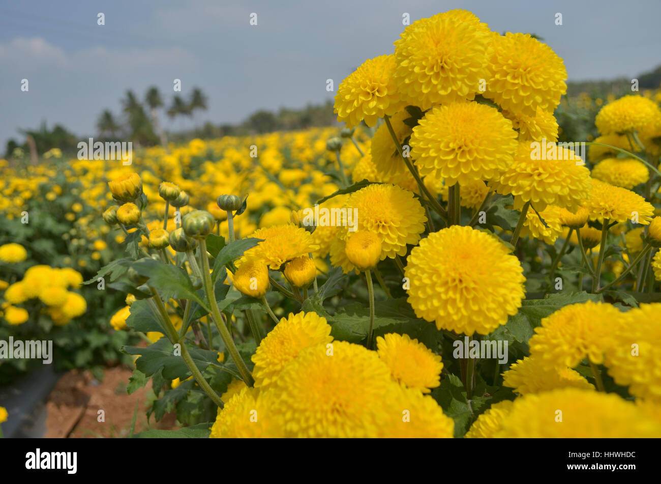 Indian marigold flowers hi-res stock photography and images - Alamy