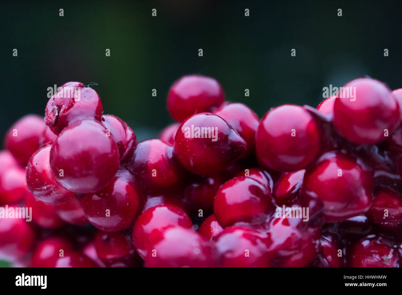 A close up of a bunch of red berry's Stock Photo - Alamy